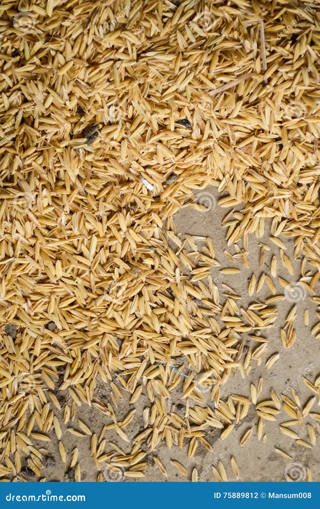 Dry paddy stock photo. Image of dirty, nature, paddy - 75889812