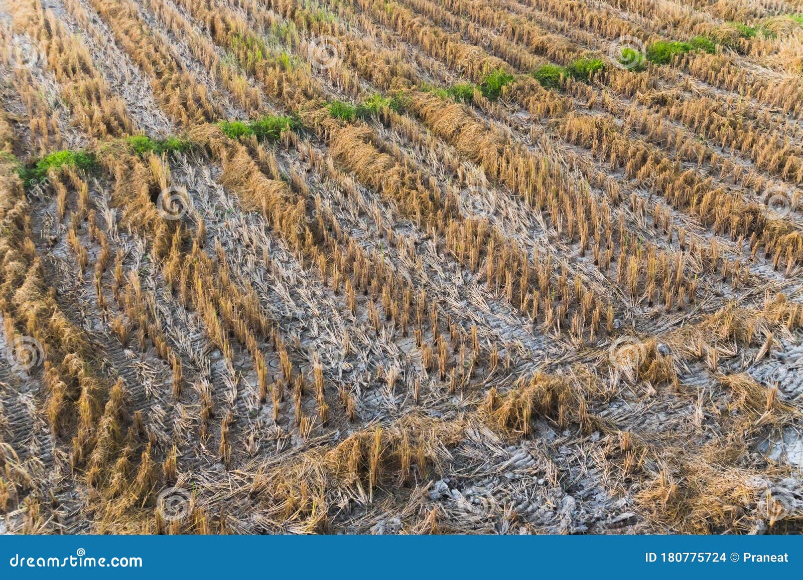 Dry Paddy Field stock photo. Image of paddy, ground - 180775724