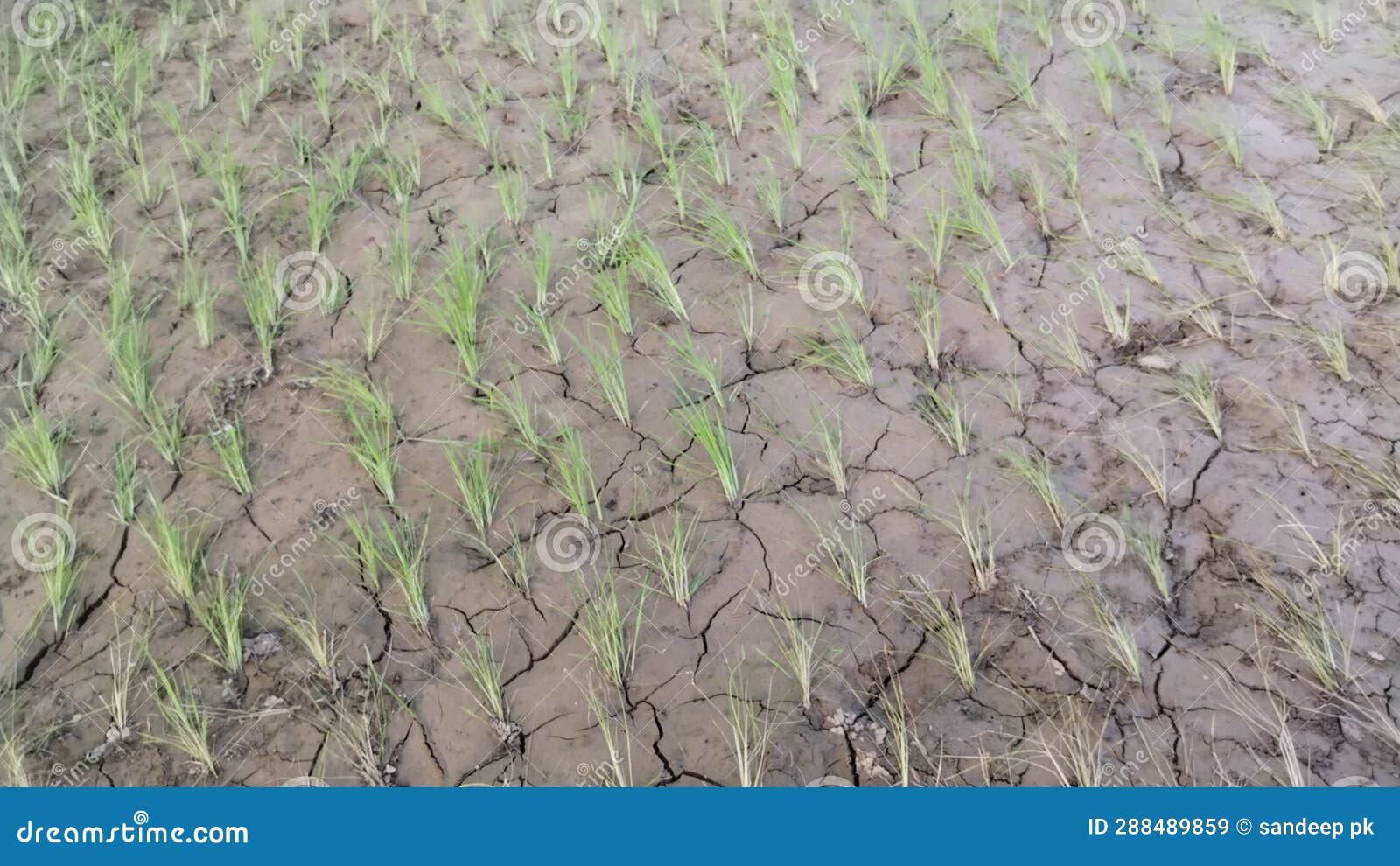 Dry Paddy Field in Kerala Wayanad, Photo, Image Stock Image - Image of ...