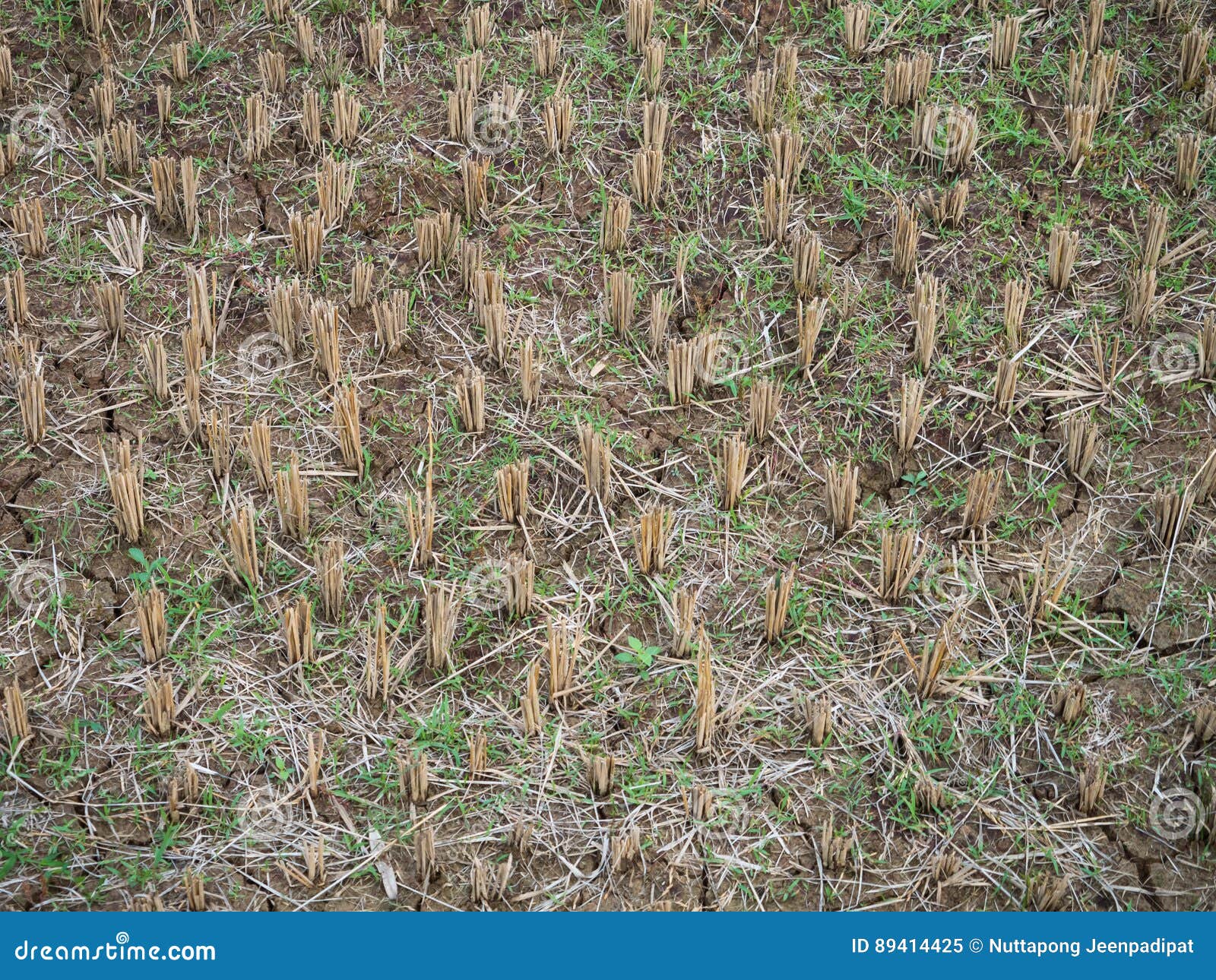Dry paddy fields stock image. Image of asian, straw, food - 89414425