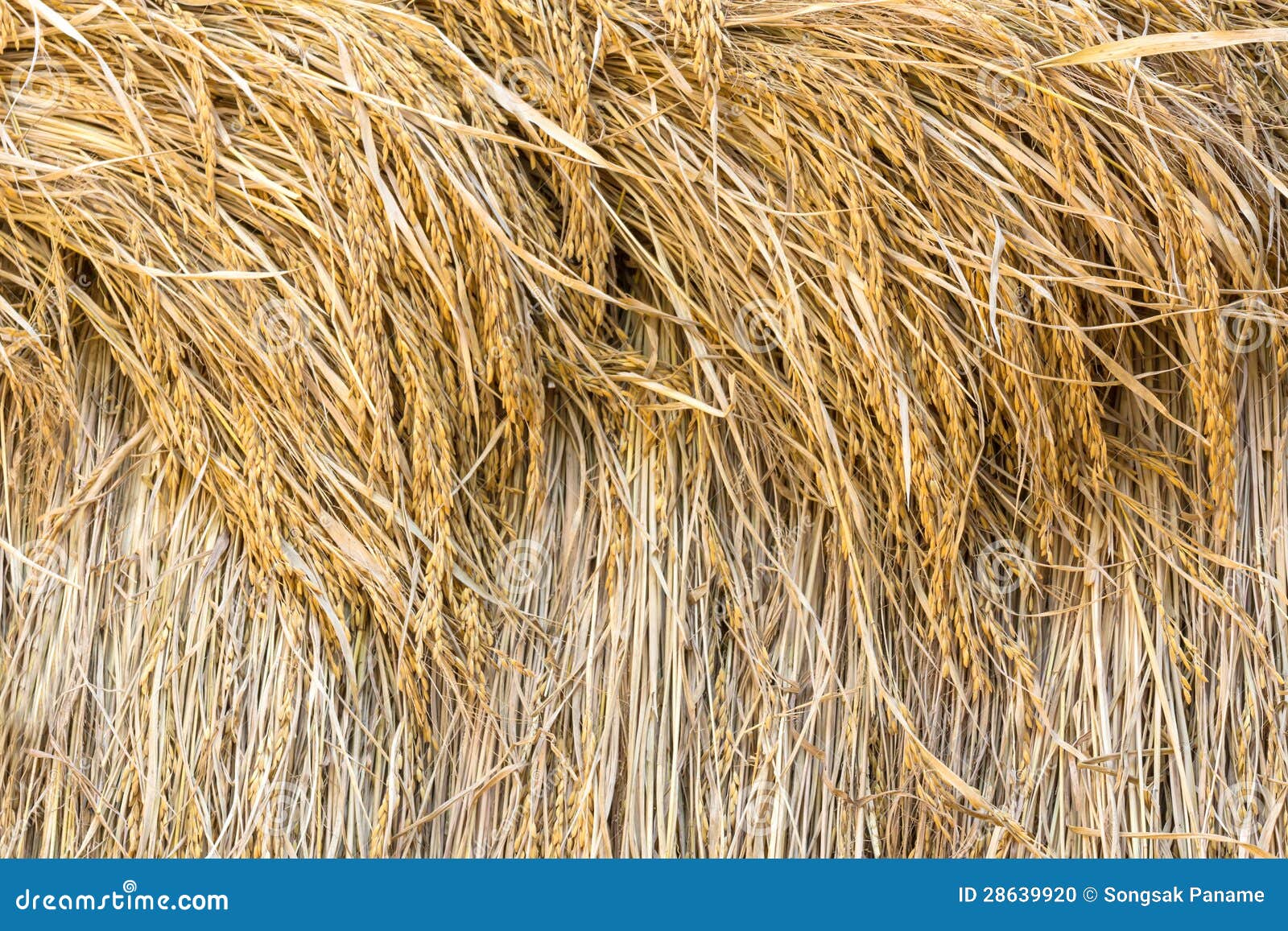 Dry paddy rice stock photo. Image of fall, field, brown - 28639920