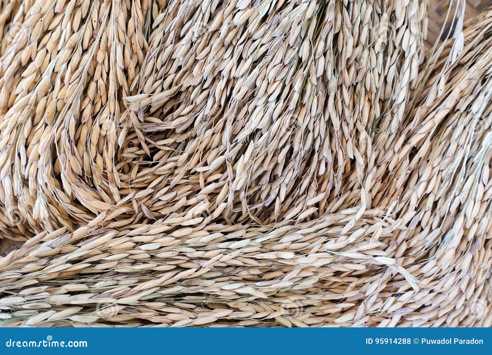 Dry Paddy Rice or Ears of Paddy Rice Stock Photo - Image of rice ...
