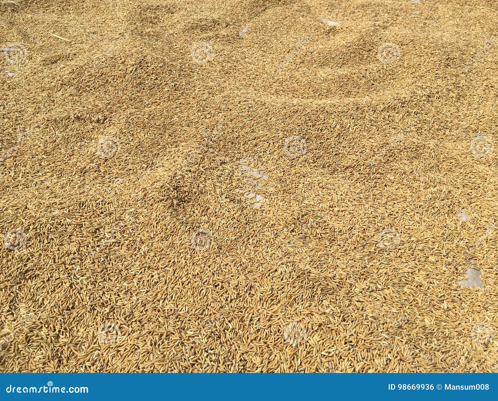 Dry paddy rice seed stock photo. Image of nature, farmland - 98669936