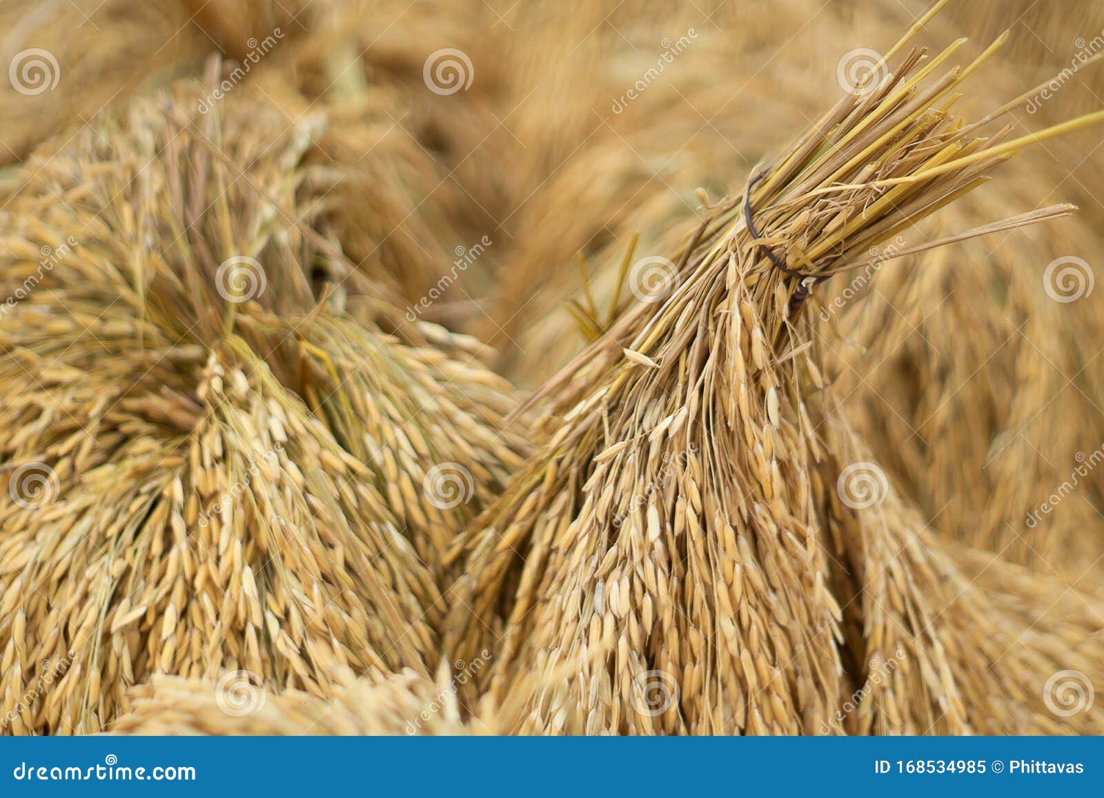 Dry Paddy Rice Seed Over Ground Against Sunlight Stock Image - Image of ...