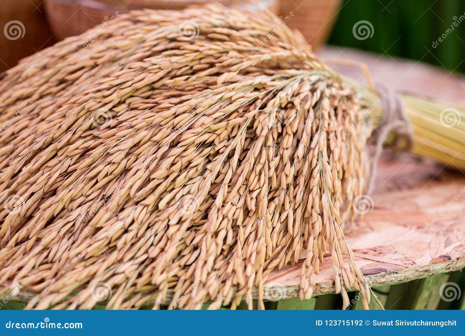 The Dry paddy rice stock photo. Image of eating, style - 123715192