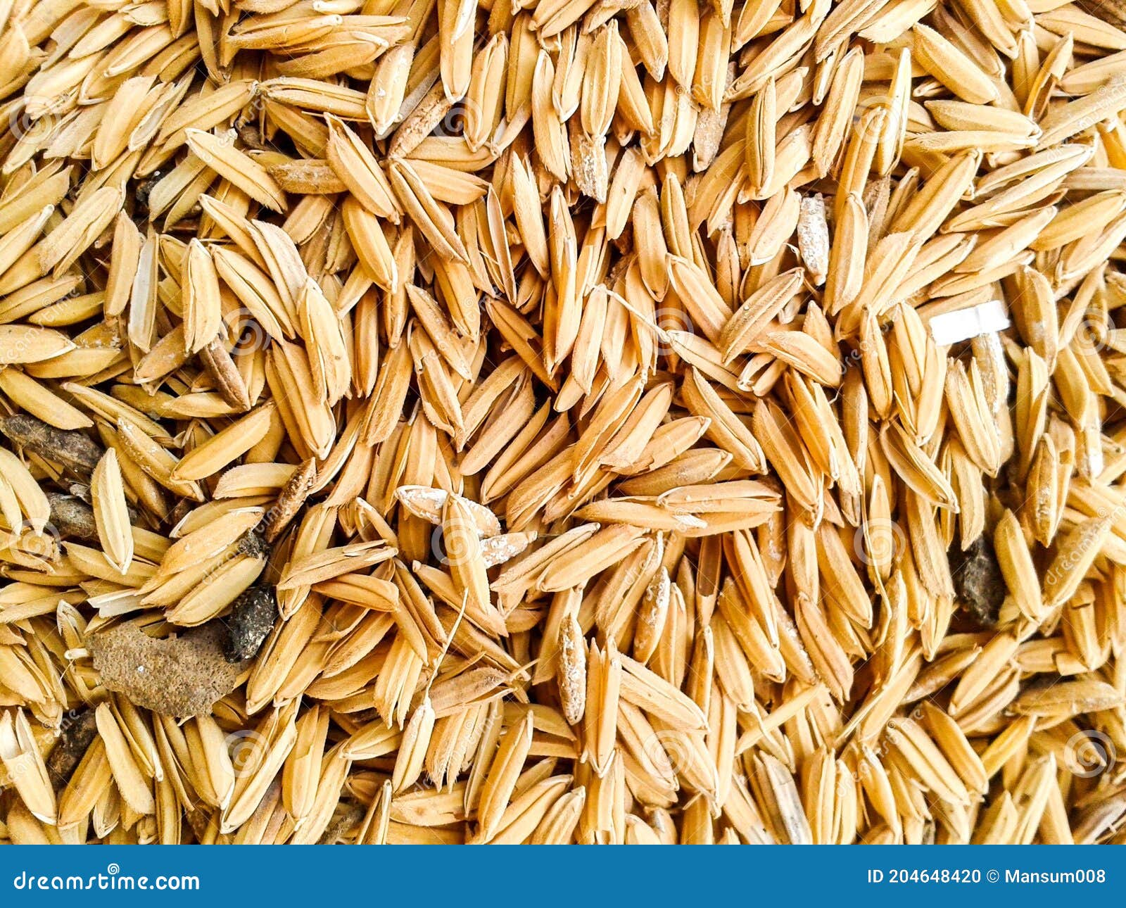 Dry paddy texture stock photo. Image of organic, crop - 204648420