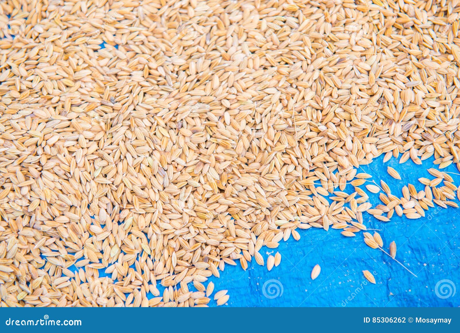 Dry Paddy before To Be Rice Stock Photo - Image of dining, shine: 85306262