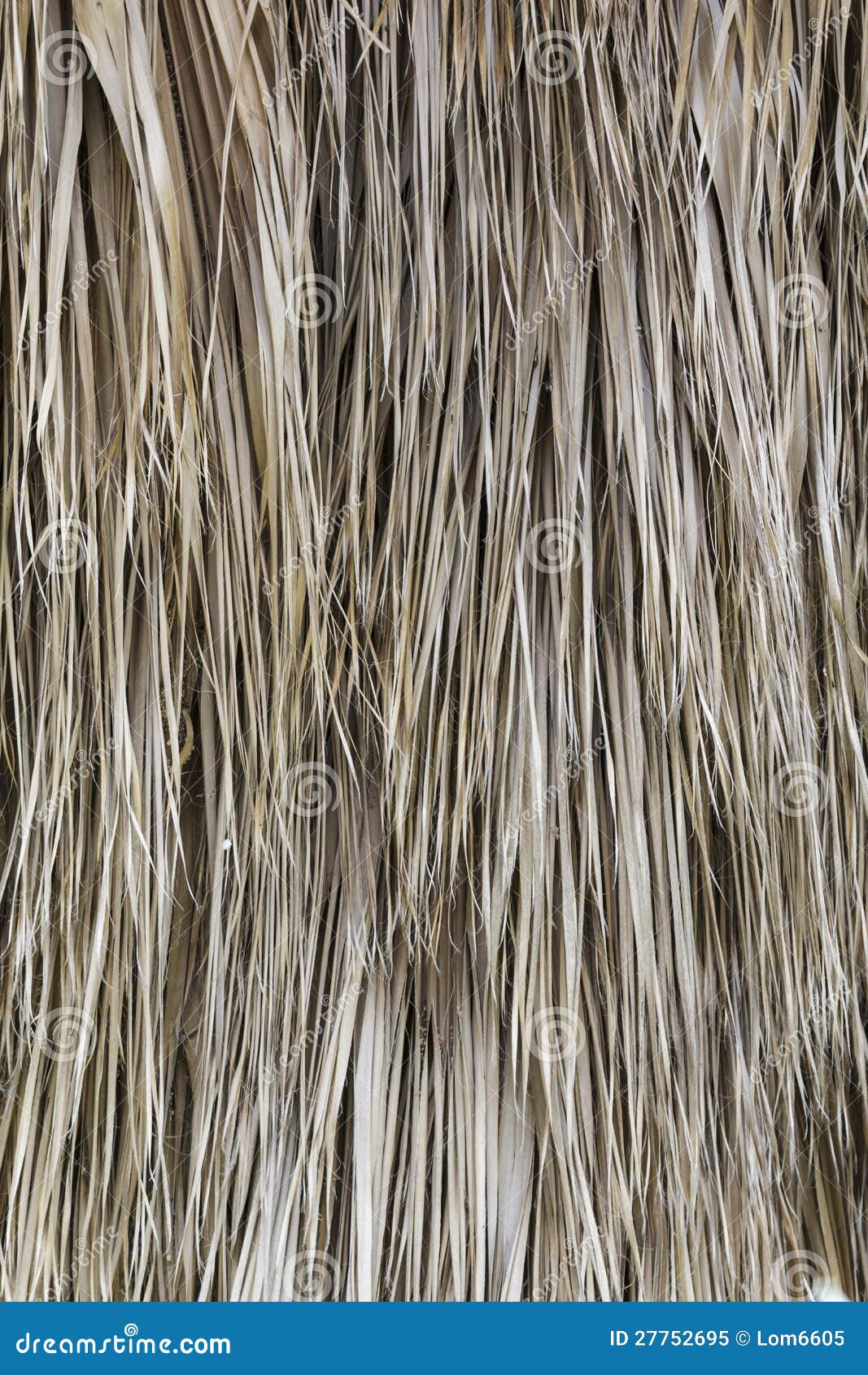 Dry palm leaves stock image. Image of leaves, exotic - 27752695