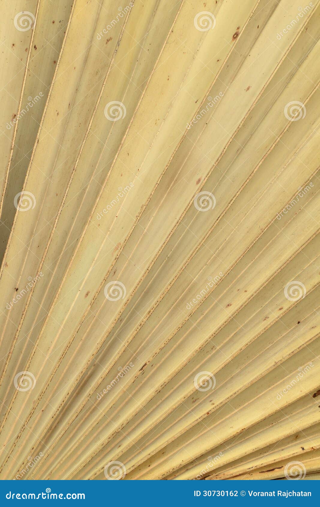 Dry palm leaves texture stock photo. Image of leaf, brown - 30730162