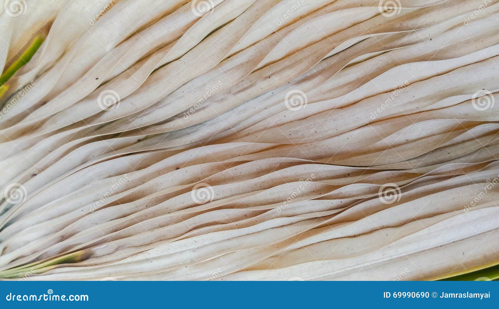 Dry palm leaves stock photo. Image of nature, ripple - 69990690