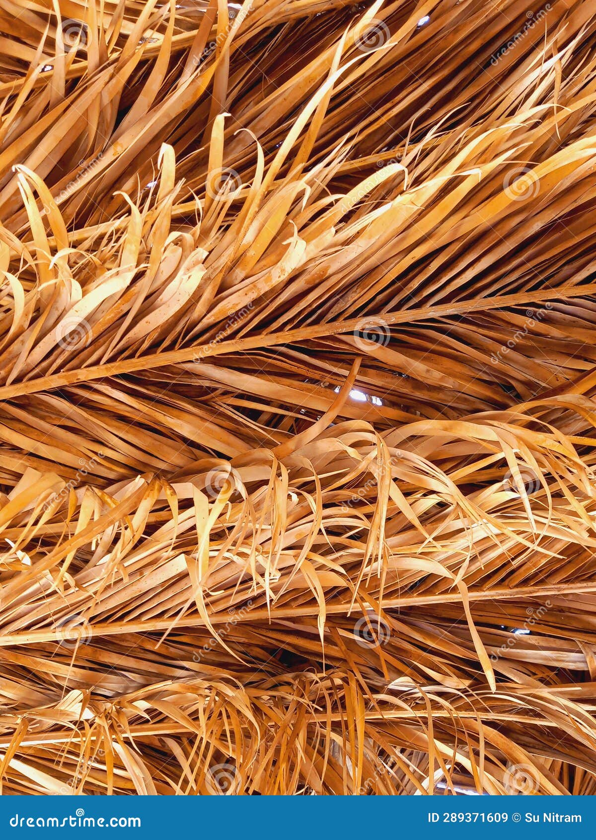 Dry Palm Tree Branches Background. Full Frame of Dry Palm Trees Texture ...