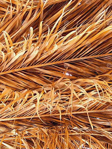 Dry Palm Tree Branches Background. Full Frame of Dry Palm Trees Texture ...