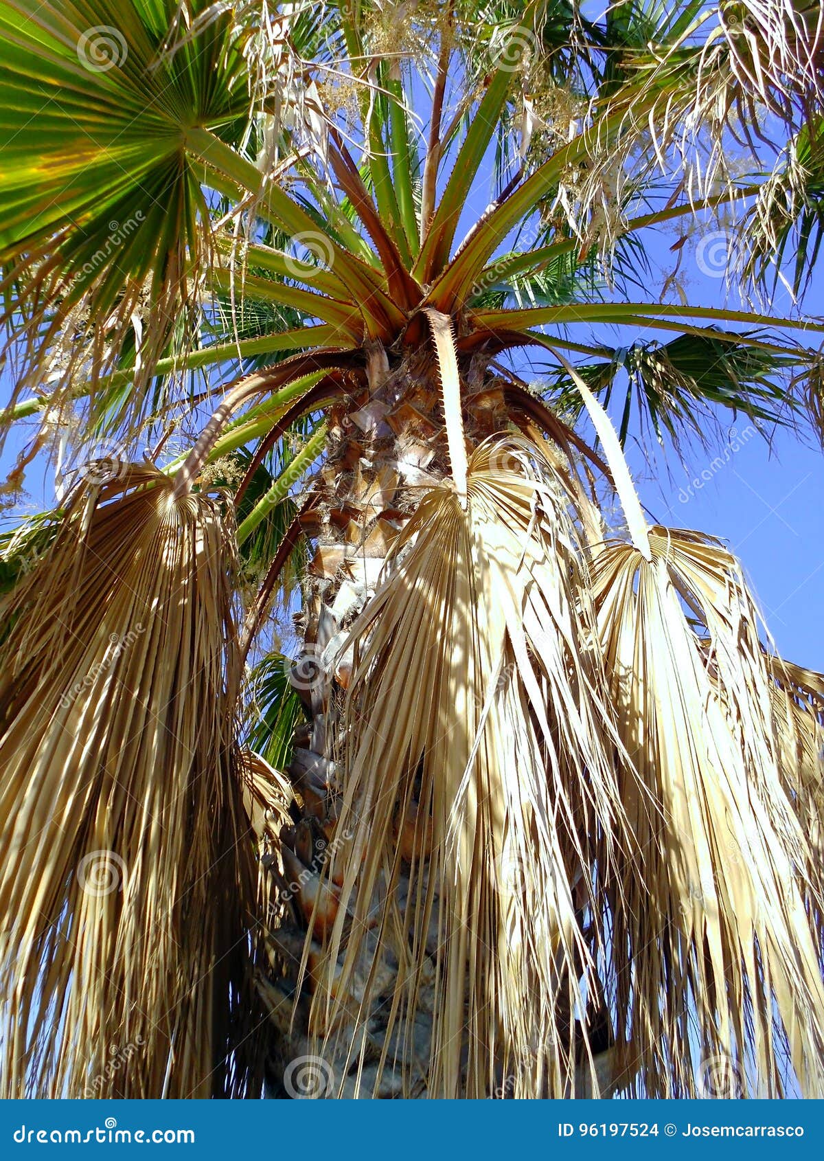 Dry palm trees stock photo. Image of botany, bahia, coast - 96197524