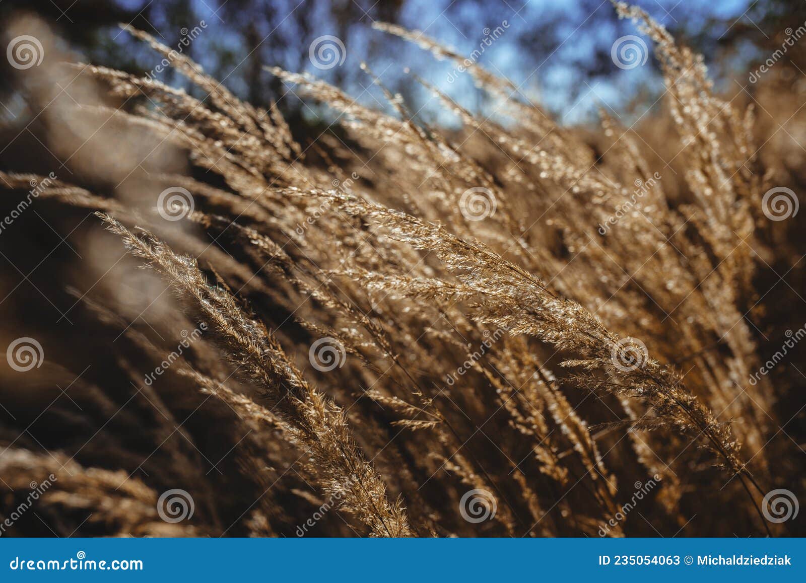 Dry Pampas Grass On The Field Or Meadow On Sunny Autumn Day Stock Image