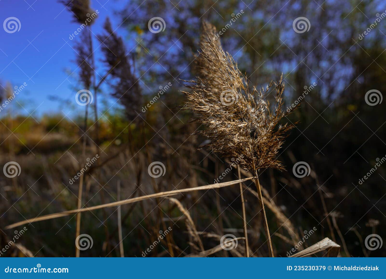 Dry Pampas Grass On The Field Or Meadow On Sunny Autumn Day Stock Image