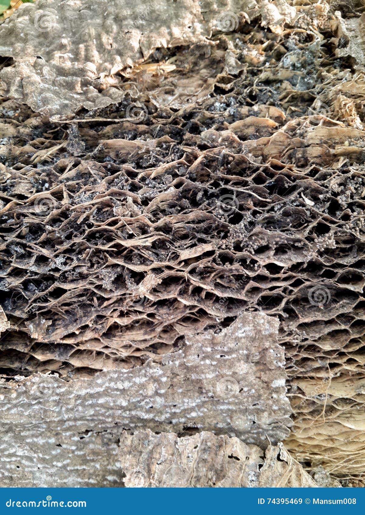 Dry papaya bark tree stock image. Image of background - 74395469