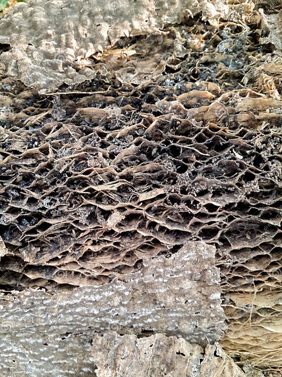 Dry papaya bark tree stock image. Image of background - 74395469