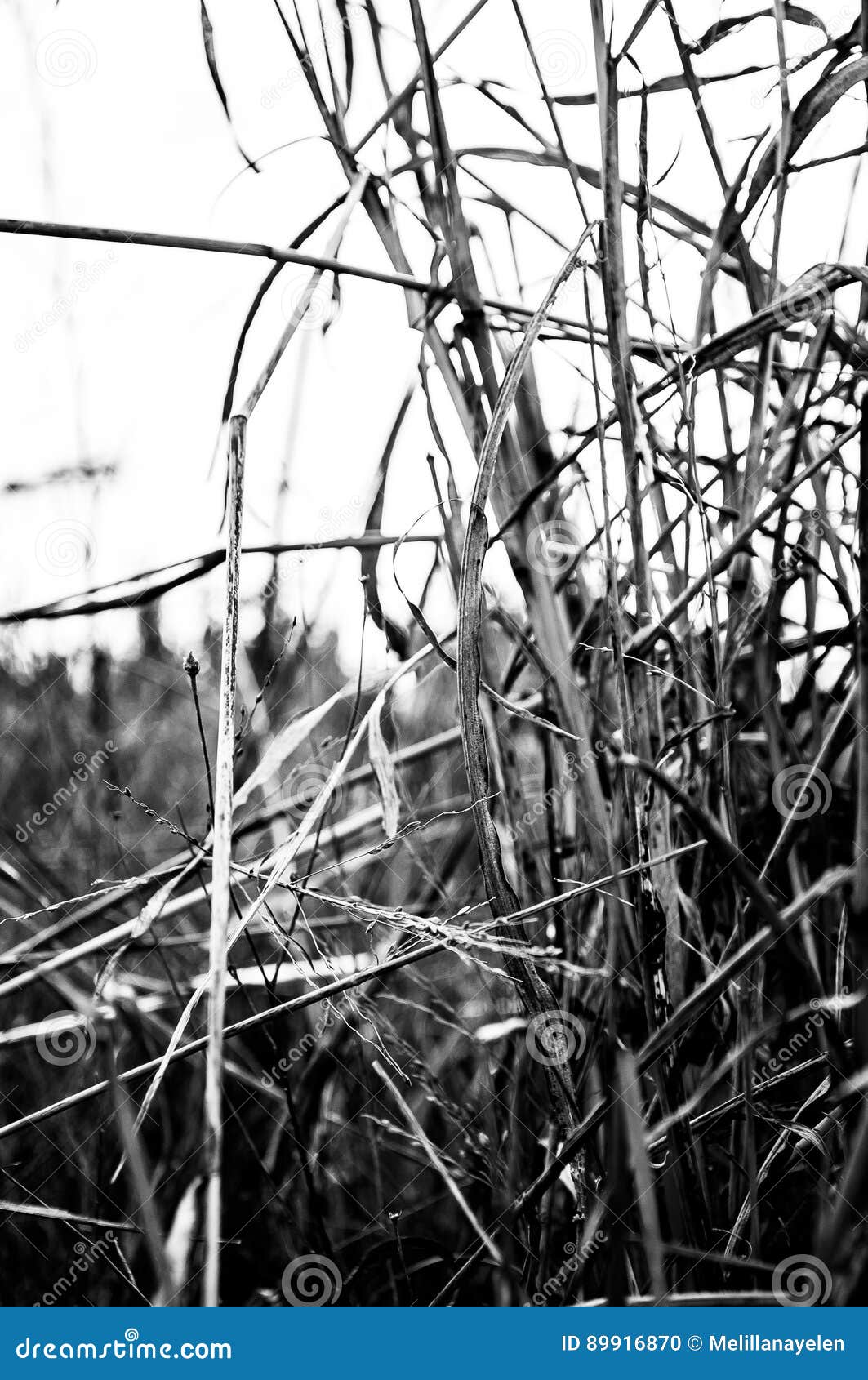 Dry pasture close up stock photo. Image of glow, field - 89916870