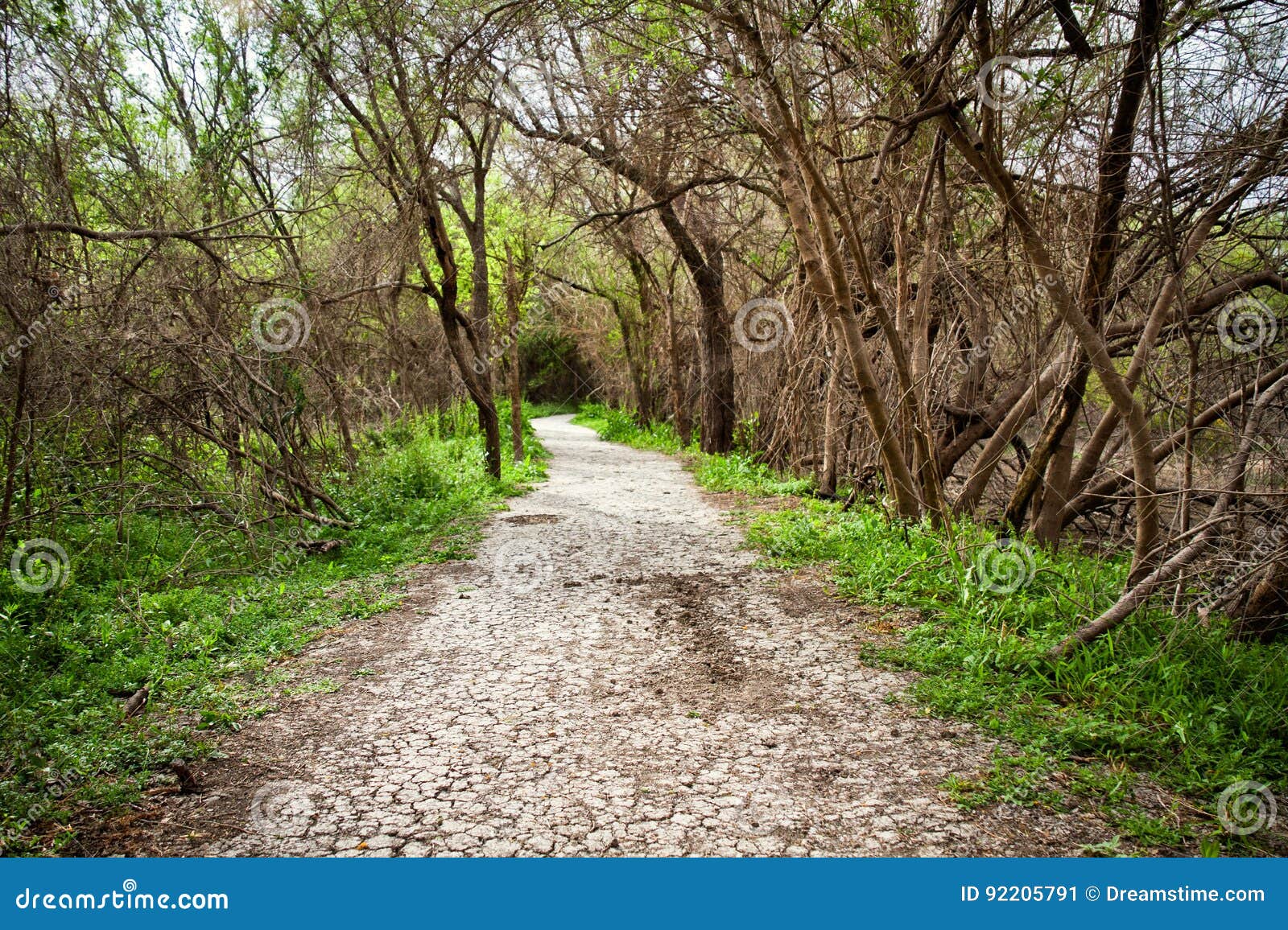 Dry Path Leading through Trees during Drought Stock Image - Image of ...