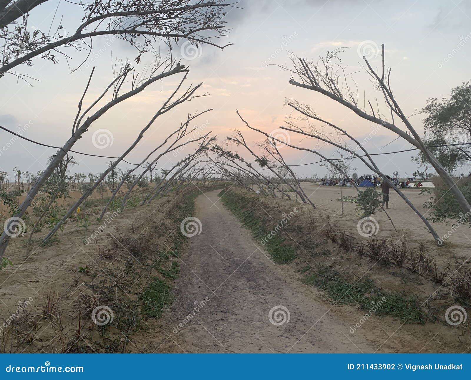 Dry Pathway Trees Covering the Road Stock Photo - Image of success ...