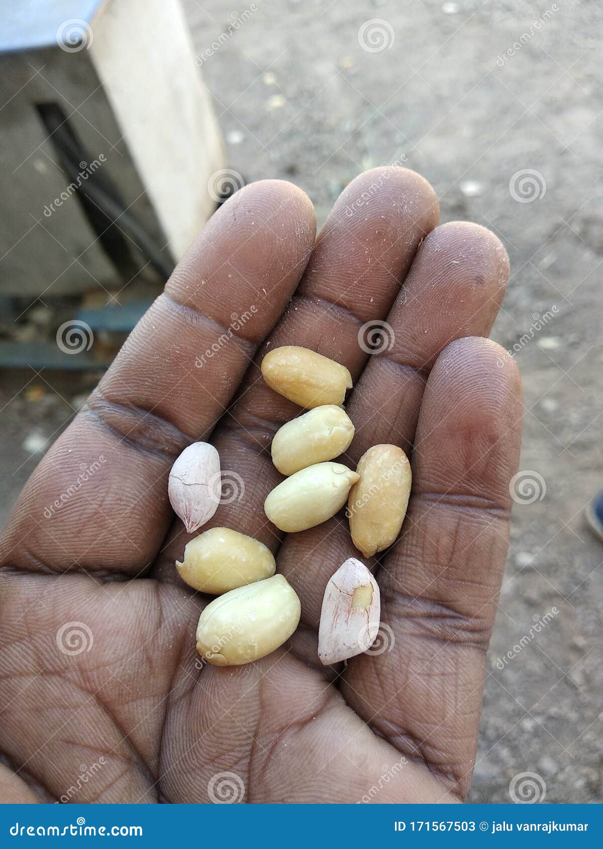 Dry Peanuts in mans hand . stock image. Image of round - 171567503