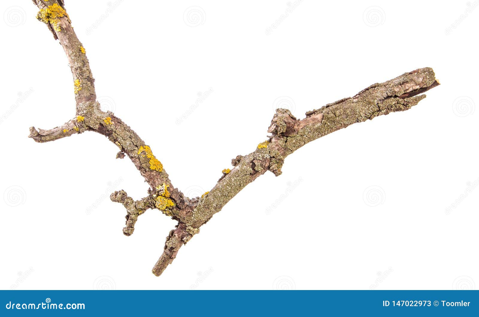 Dry Pear Tree Branch with Cracked Bark. Isolated on White Stock Image ...
