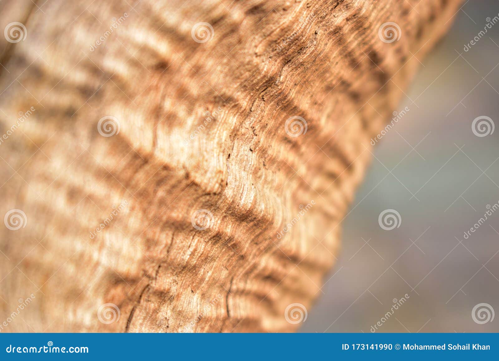 Dry Peeled Tree Bark Texture Background Macro Stock Photography Image ...