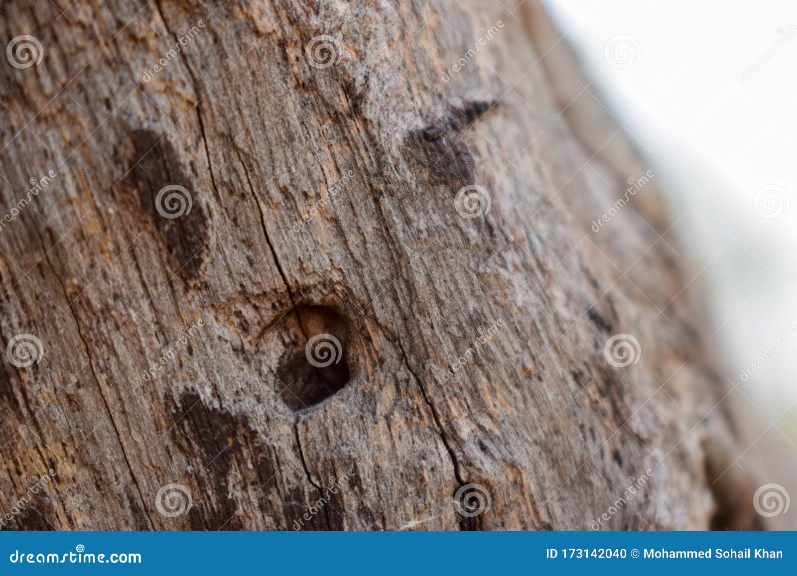 Dry Peeled Tree Bark Texture Background Macro Stock Photography Image ...