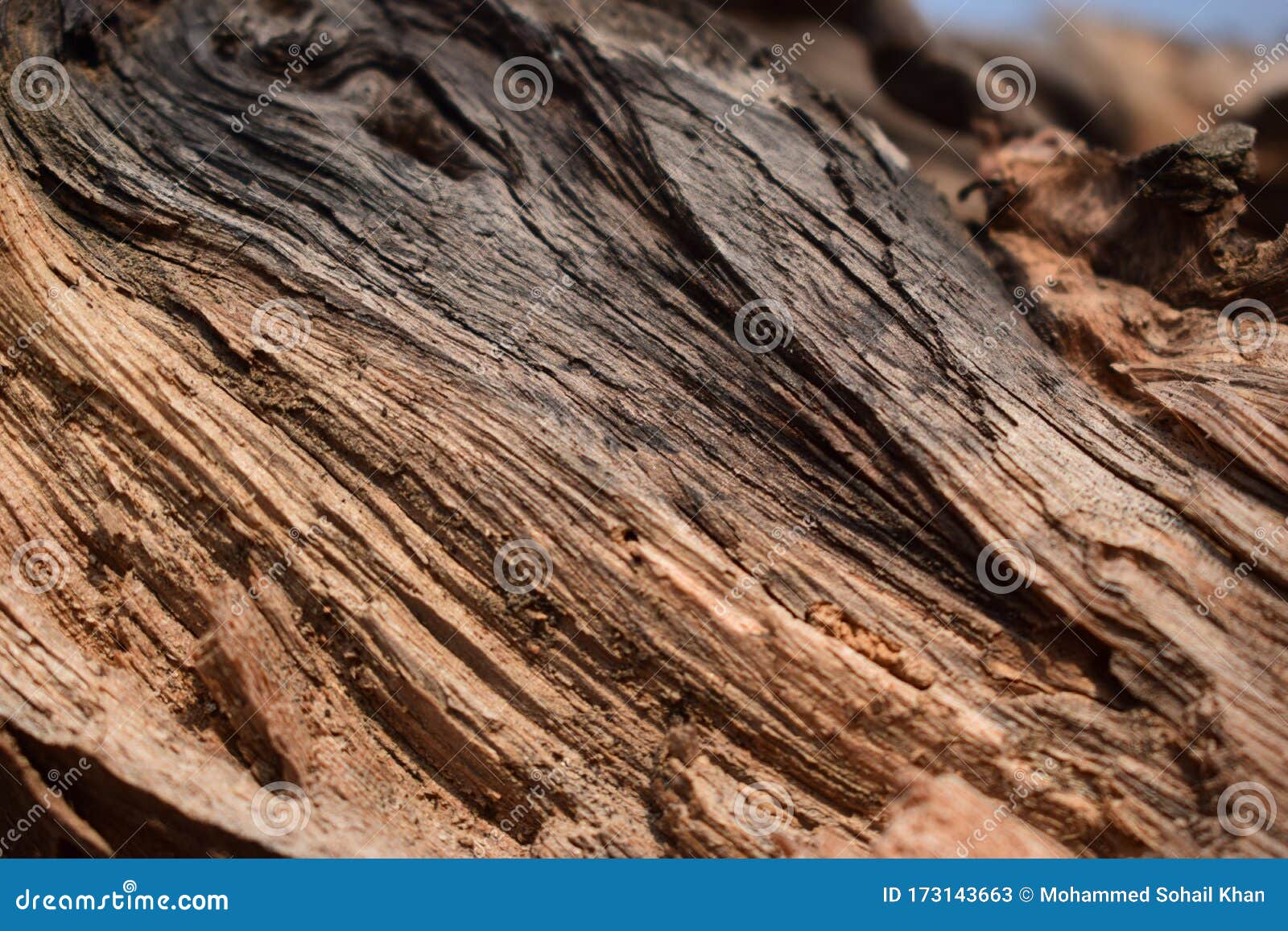 Dry Peeled Tree Bark Texture Background Macro Stock Photography Image ... Dry Peeled Tree Bark Texture Background Macro Stock Photography Image ...
