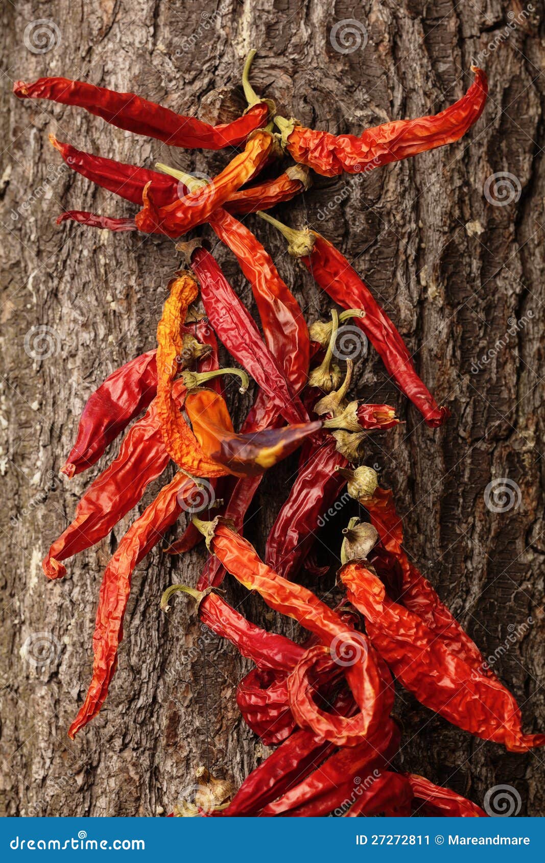 Dry pepper stock image. Image of forest, chili, backgrounds - 27272811