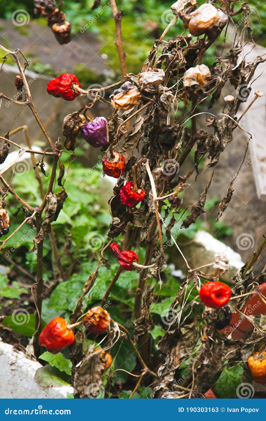 Dry peppers on a bush stock image. Image of botany, mild - 190303163
