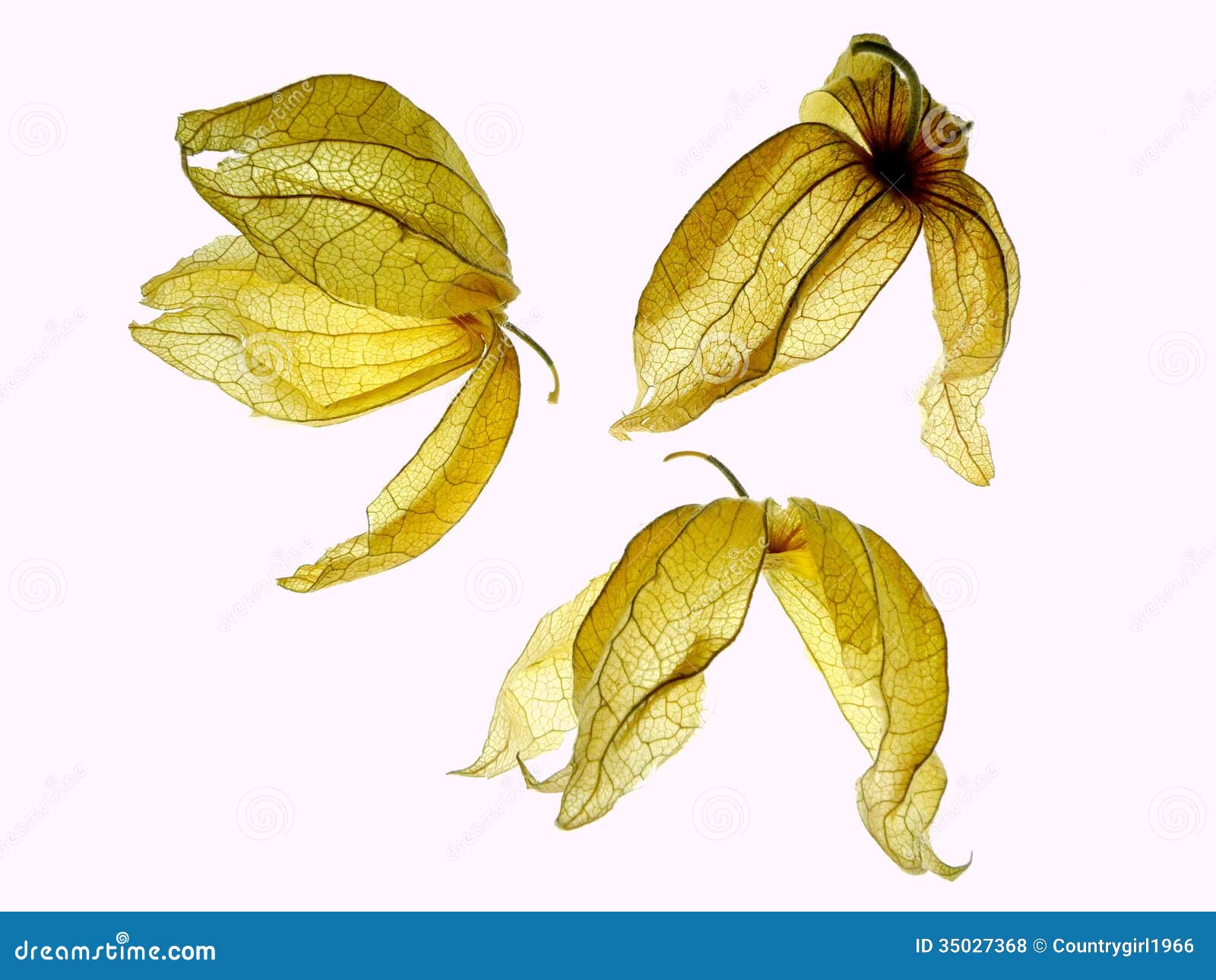 Dry physalis stock photo. Image of nature, backlit, open - 35027368
