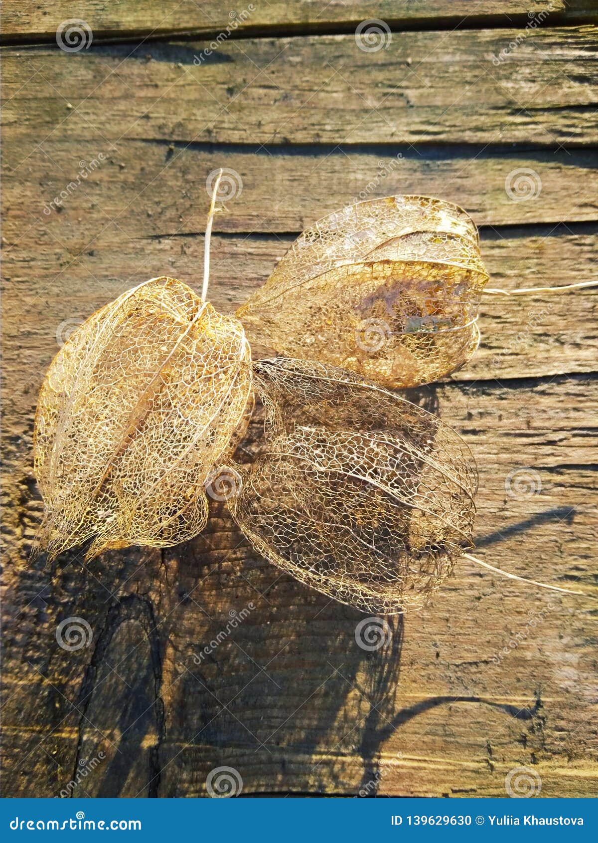 Dry Physalis in Sun Rise Close Up Stock Photo - Image of concept, biology: 139629630