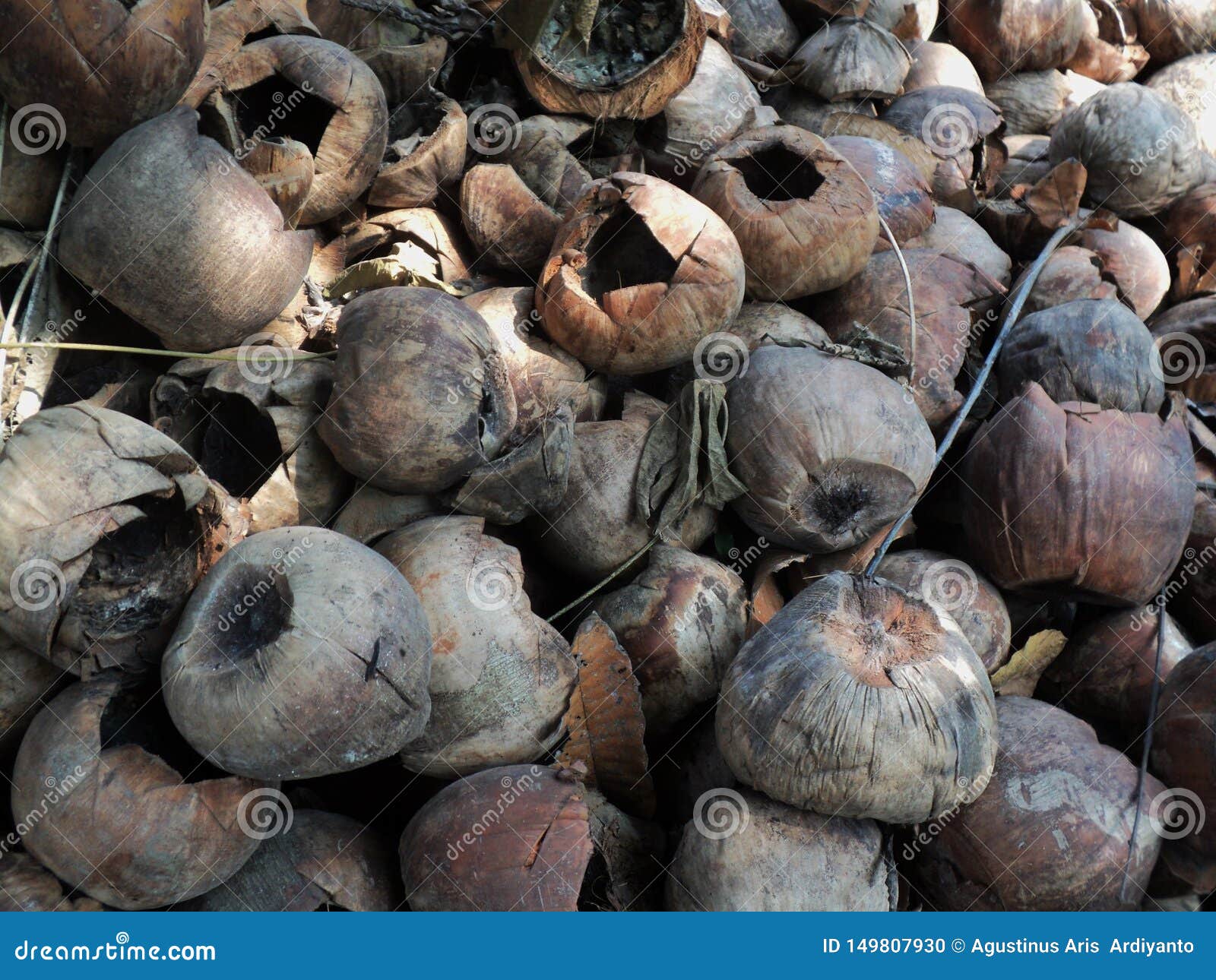Dry piles of coconut fruit stock photo. Image of abstract - 149807930