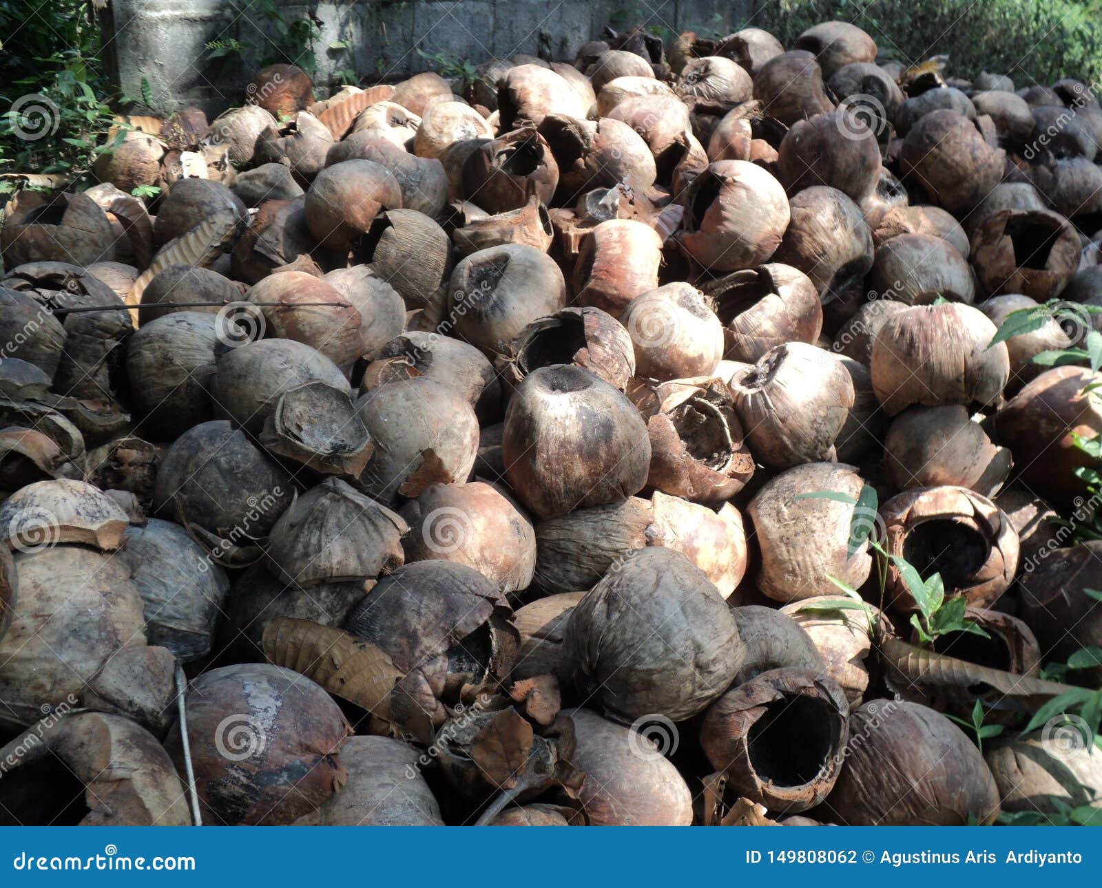 Dry piles of coconut fruit stock photo. Image of healthy - 149808062