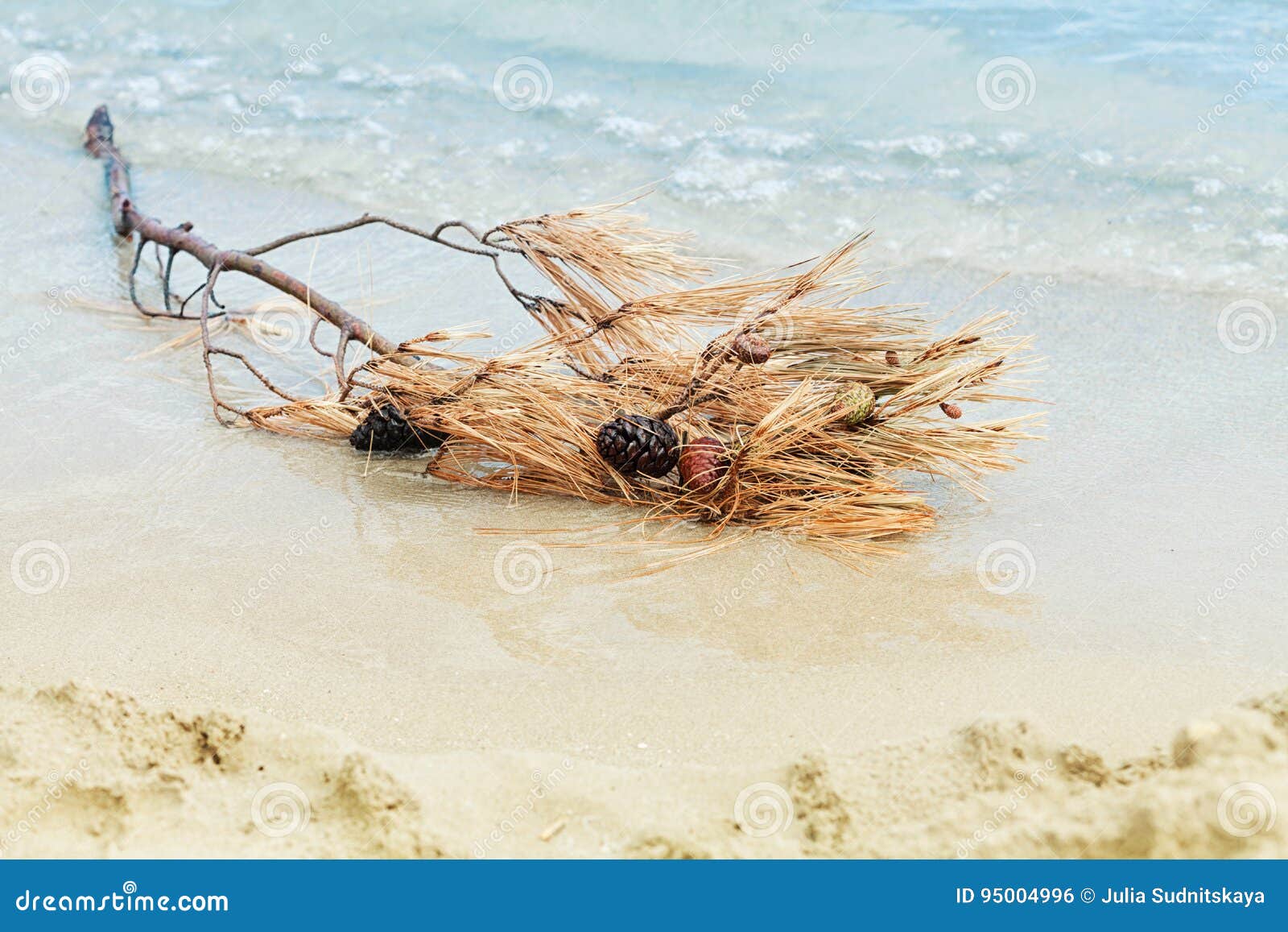 Dry Pine Branches with Cones Washed Up on the Sea Shore after Breaking ...
