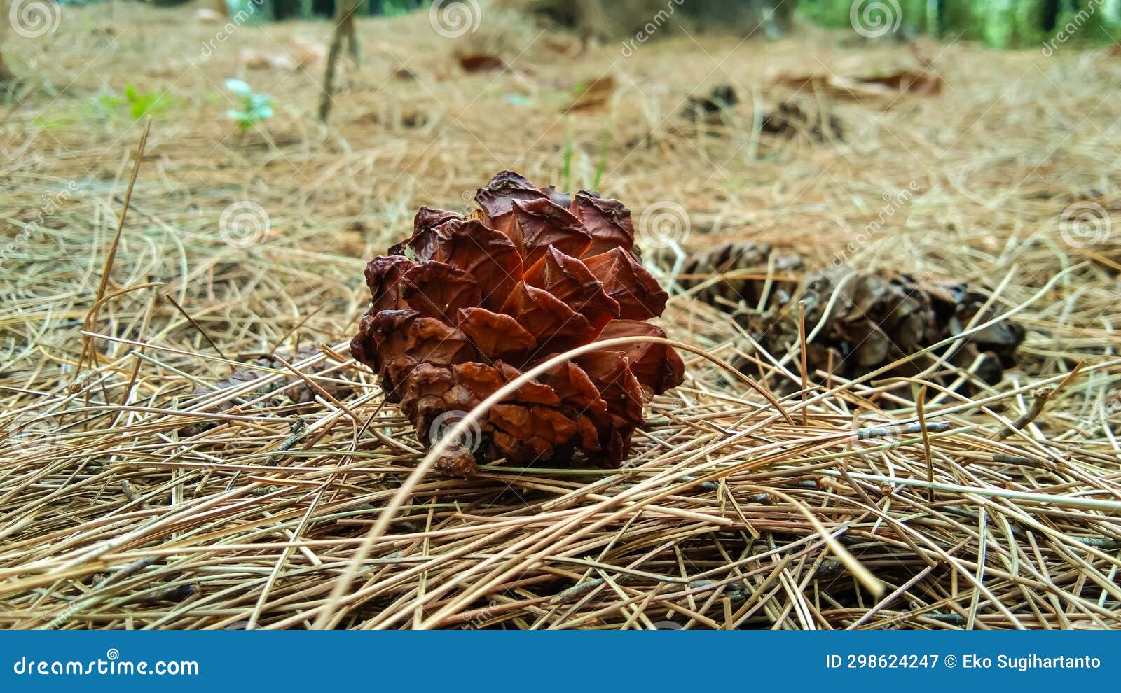 Dry Pine Cones that Fall on the Ground Stock Image - Image of pile ...
