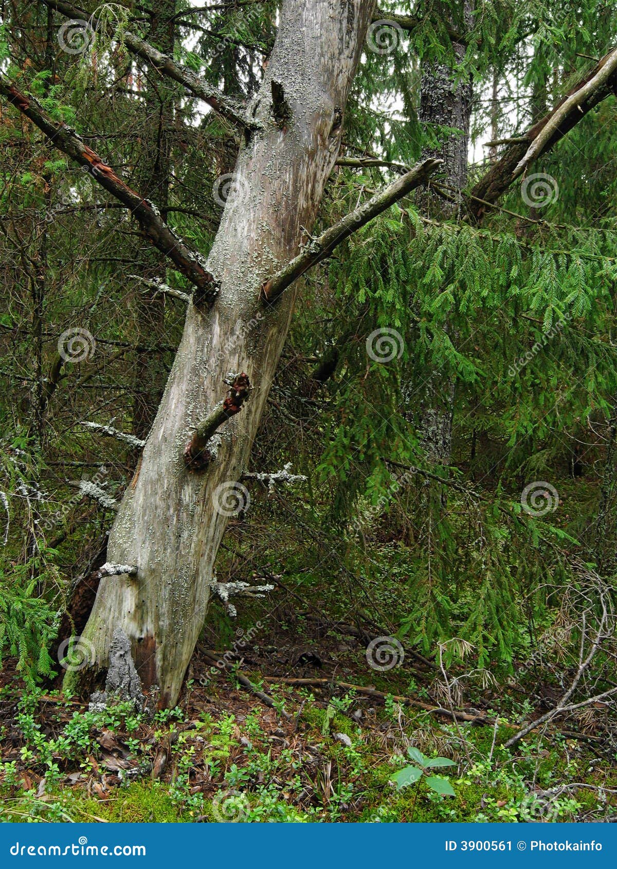 Dry pine in wood stock image. Image of fine, horizontal - 3900561