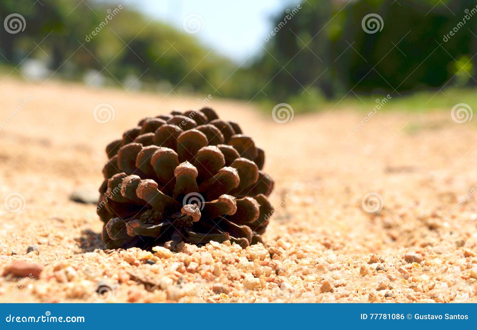 Dry Pine Flower on a Sand Ground Stock Photo - Image of pine ...