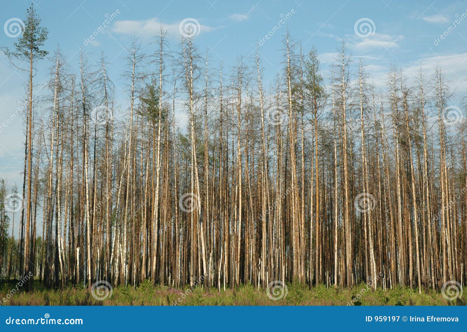 Dry Pine Forest Picture. Image: 959197