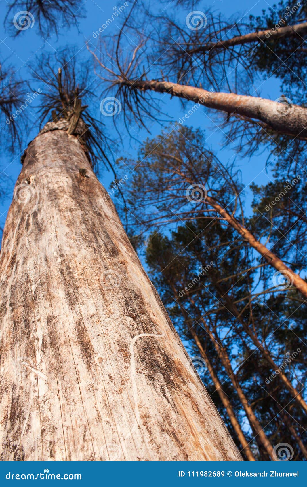 Dry pine stock image. Image of pine, close, macro, outdoors - 111982689