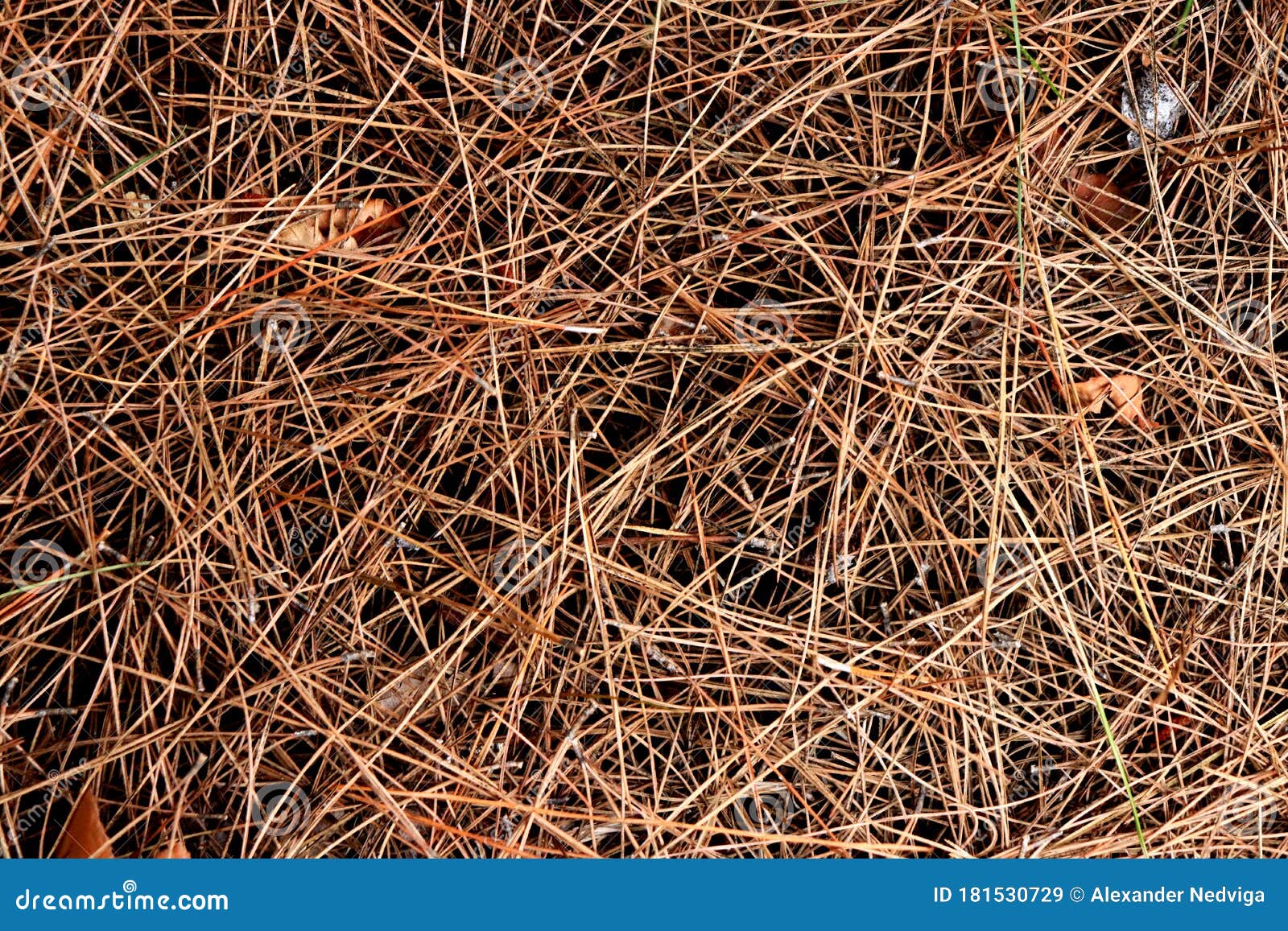 Dry pine needles texture. stock image. Image of botanic - 181530729