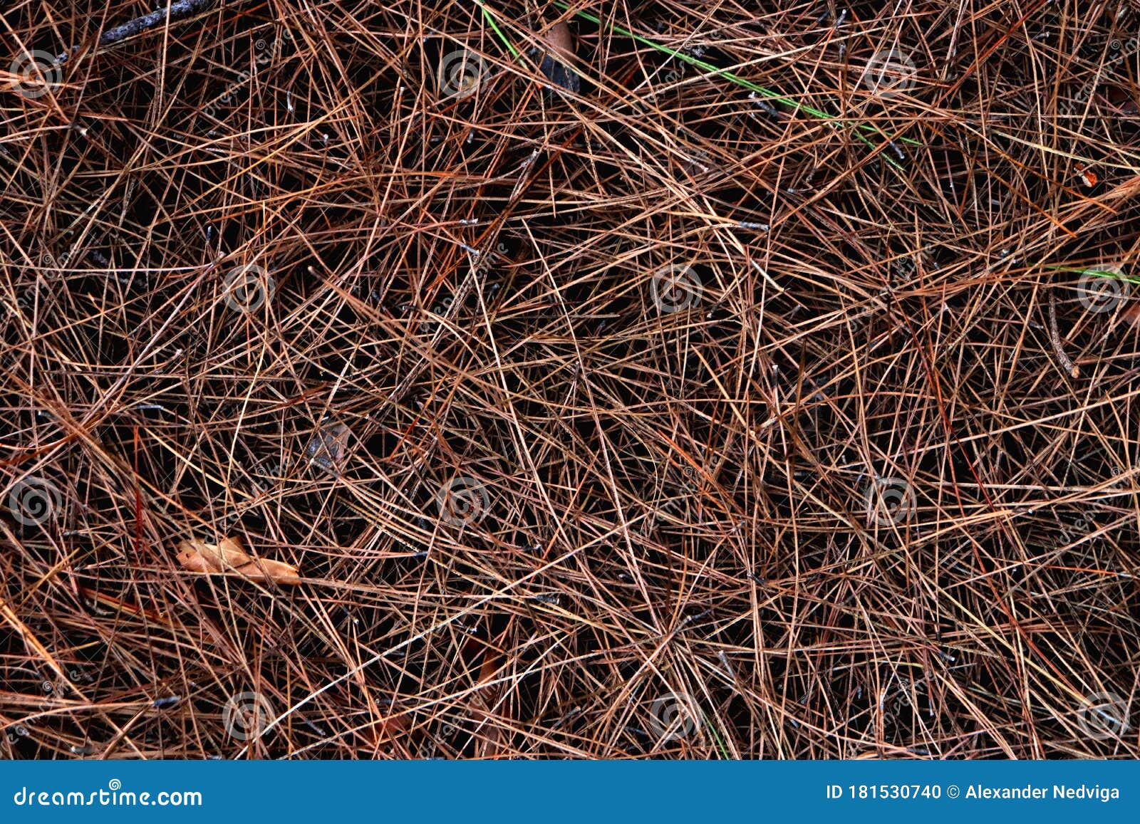 Dry pine needles texture. stock photo. Image of leaf - 181530740