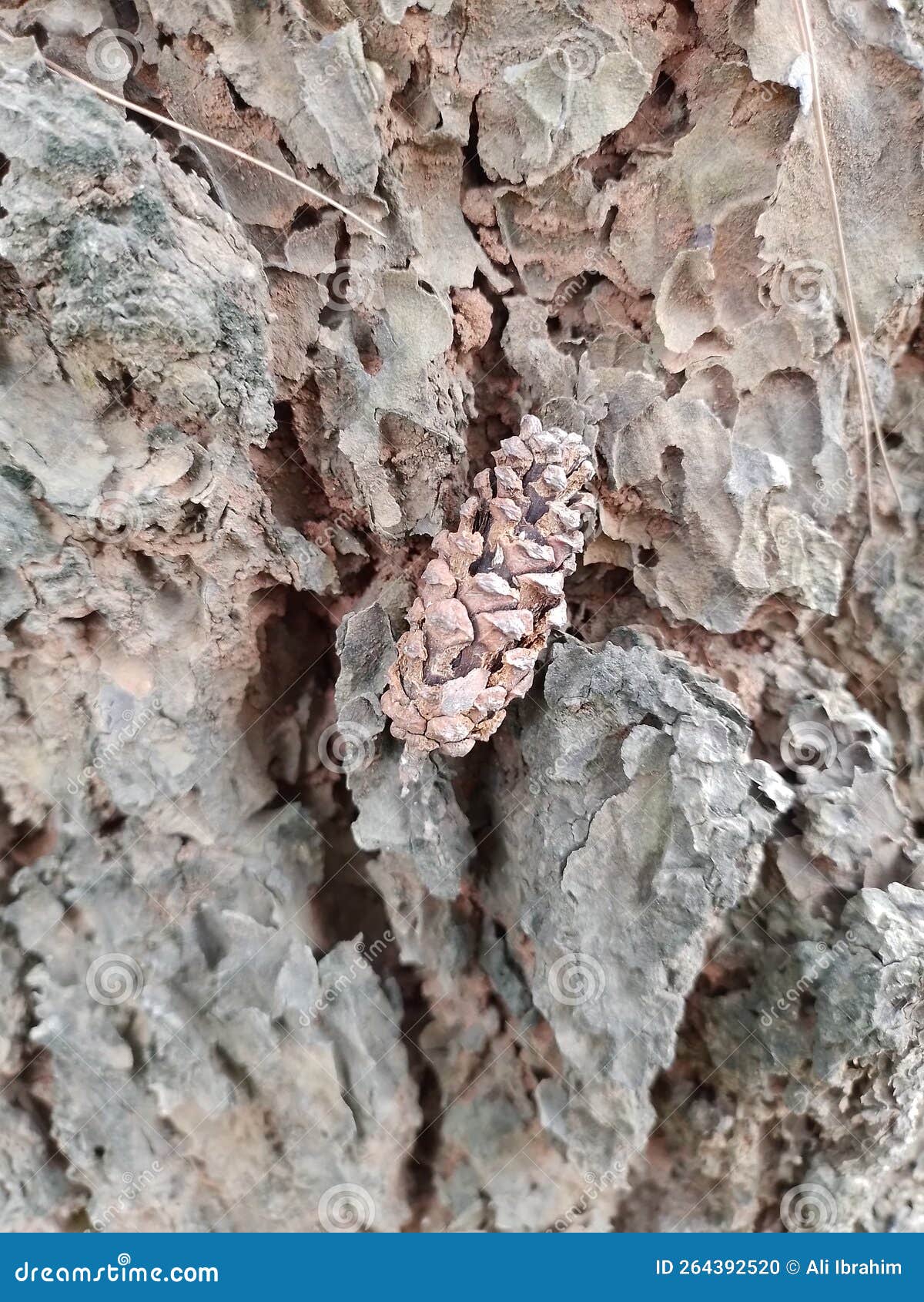 Dry Pine Stuck in a Tree Trunk Stock Photo - Image of tree, rock: 264392520