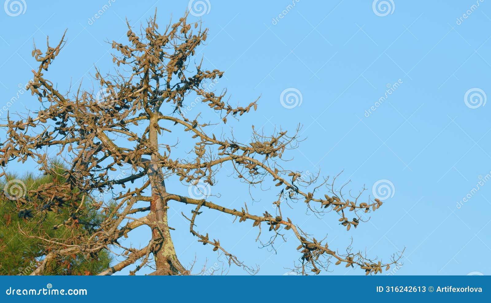 Dry Pine Tree with Dry Branches. Evergreen Coniferous Tree on a ...