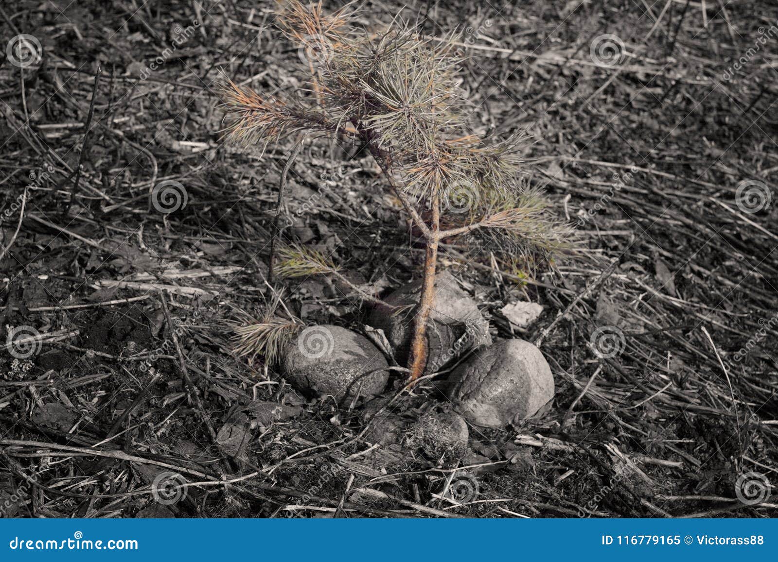 Dry Pine Tree in Drought stock image. Image of environmental - 116779165