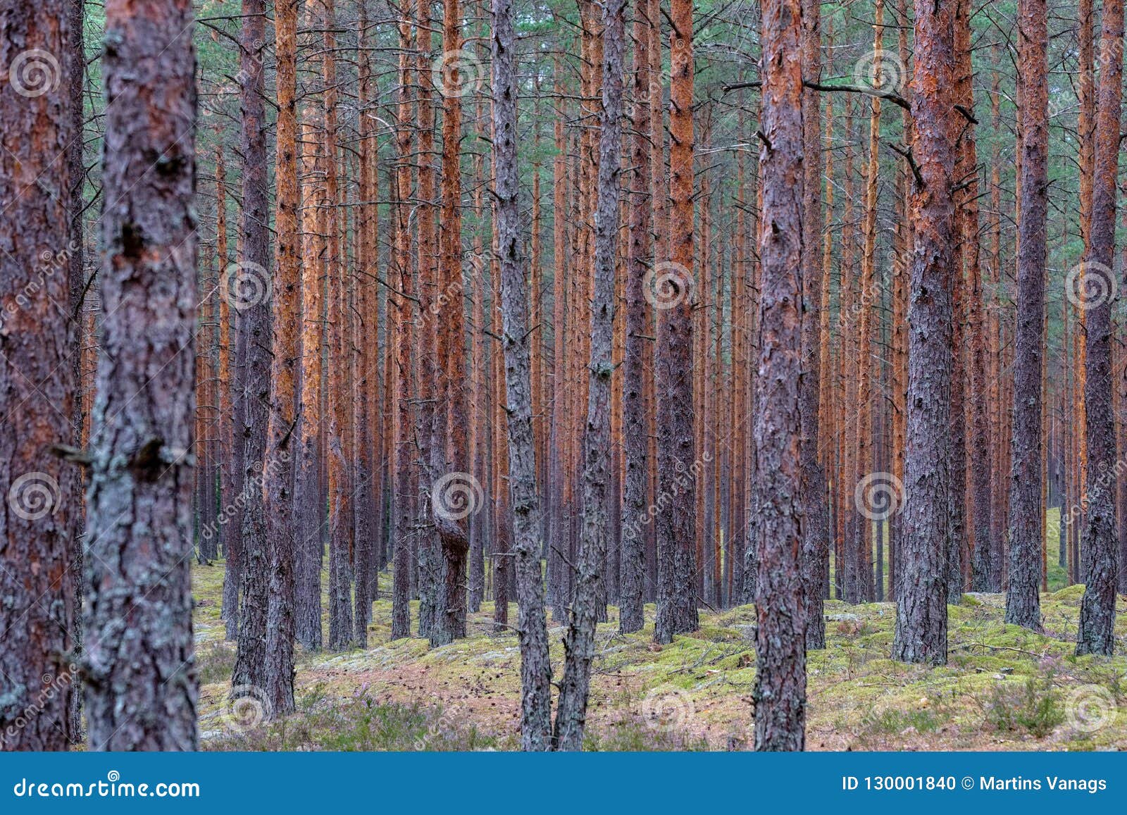Dry pine tree forest stock photo. Image of blur, vertical - 130001840