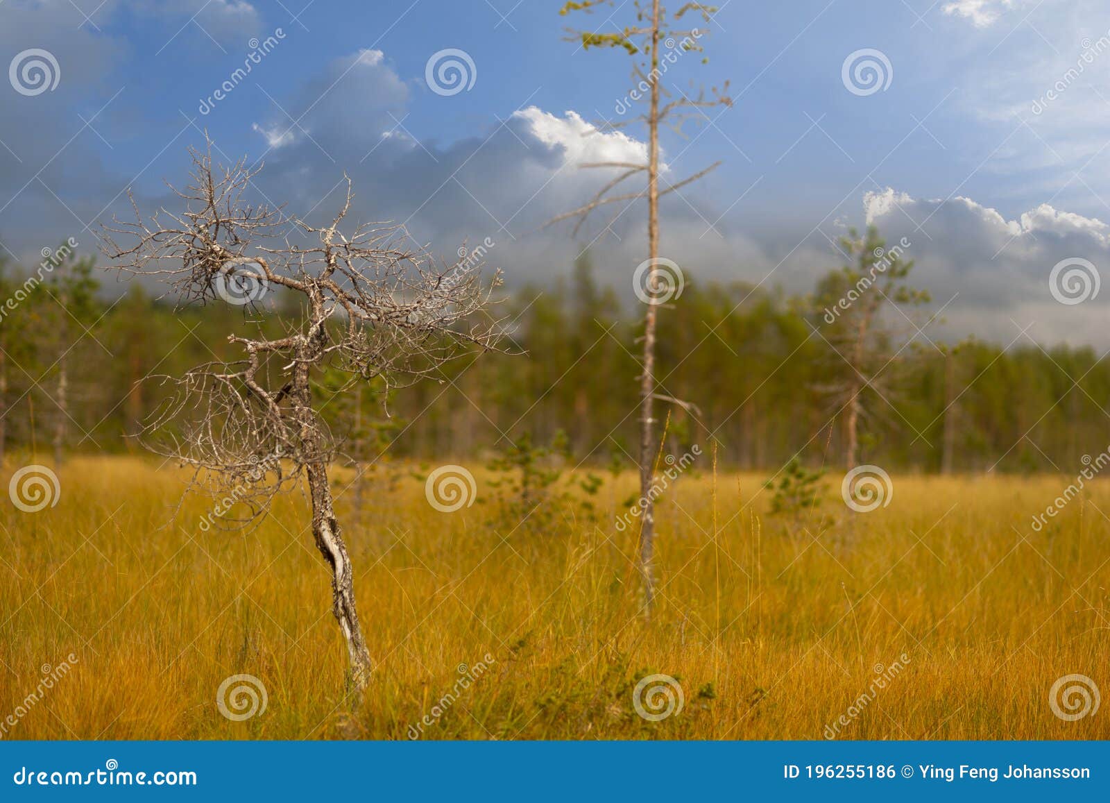 Dry Pine Tree in SScandinavian Swamp Stock Photo - Image of landscape ...