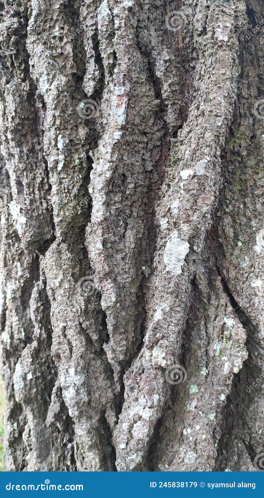 Dry Pine Tree Trunks during the Day Stock Image - Image of flower ...