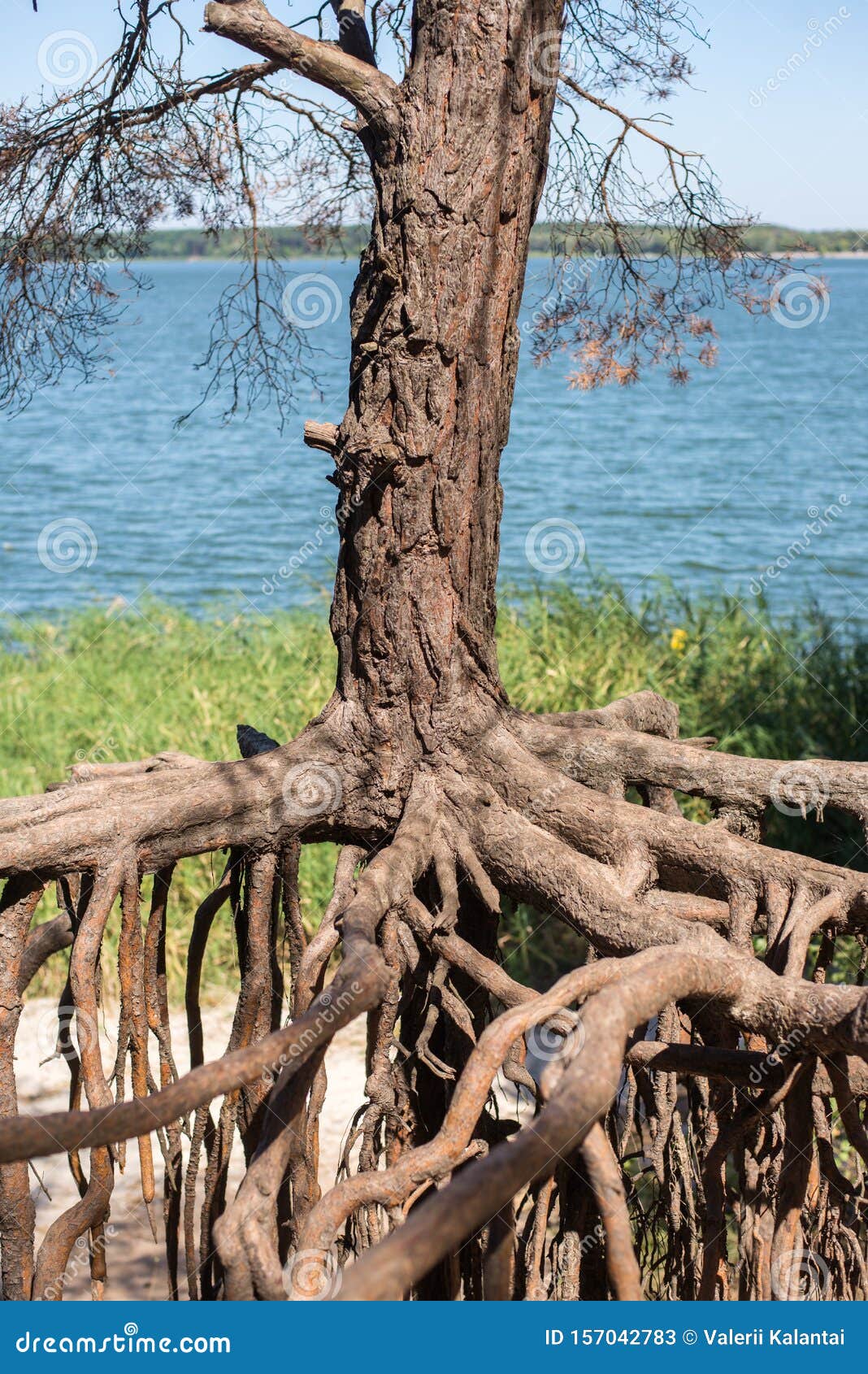 Dry Pine Tree with Unusual Roots in a Forest. Root System Stock Image ...